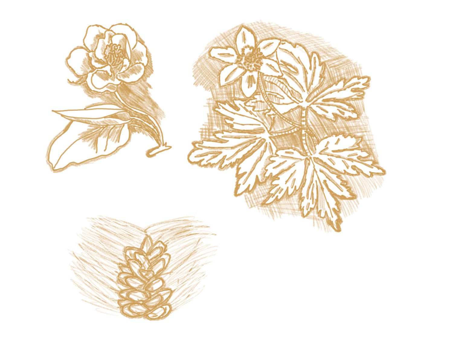 Capture Your Creativity With a Notebook Like the Great da Vinci - Sepia ...